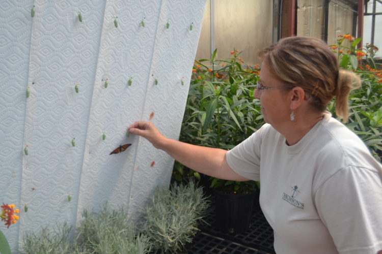 Butterfly House is open | News, Sports, Jobs - Marietta Times